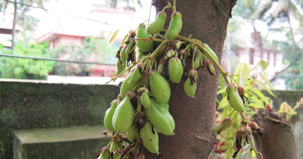 Nature shots: Rains and Greens-7